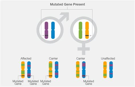 Preimplantation Genetic Diagnosis PGD Karyomapping For Single Gene Disorders