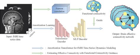 Amortization Transformer For Brain Effective Connectivity Estimation From Fmri Data