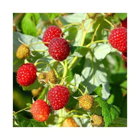 Heritage Raspberry Strawberry Plants Raspberry Plants Fall Garden Vegetables