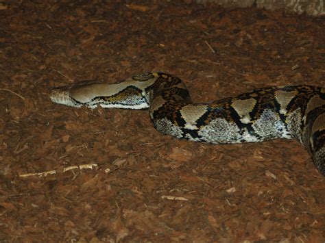 The Online Zoo Reticulated Python