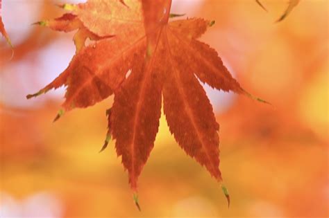 朱に交われば赤くなる By Masa1011 （id：12675613） 写真共有サイトphotohito