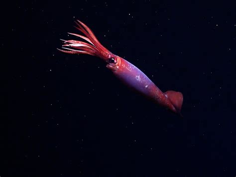 Vampire Squid Pictures