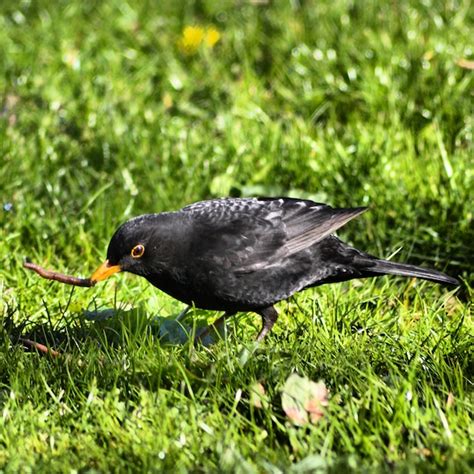 Premium Photo Bird Eating Worm