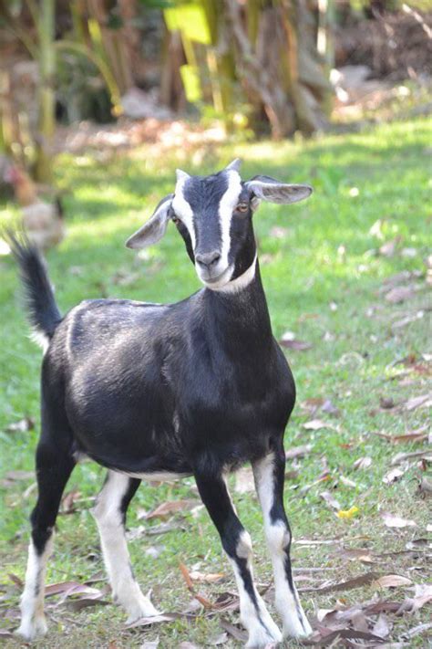 ব্লাক বেঙ্গল ছাগল পালন