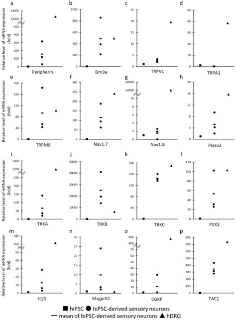 Characterization Of Human Ipsc Derived Sensory Neurons And Their Functional Assessment Using