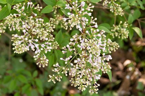 Flores Menor Pequeno Foto Gratuita No Pixabay Pixabay