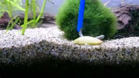 Freshwater Mussel In Aquarium Mejillon De Rio Youtube