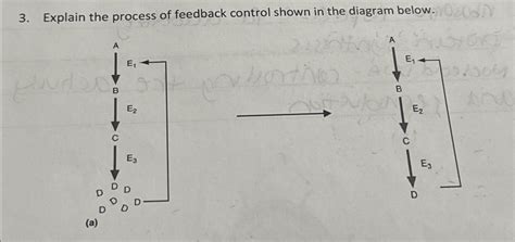 Solved Explain The Process Of Feedback Control Shown In The Chegg