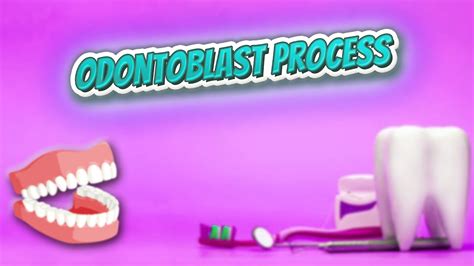 Odontoblast Process Everything Dentistry 🍎👄🔊 Youtube