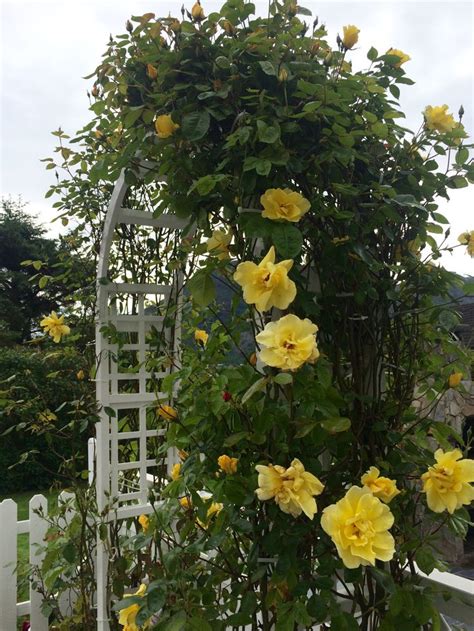 Розы в саду🌹🌹 Plants Garden