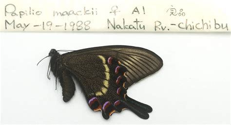 蝶標本 ご覧のように幻想的しっとりとして落ち着いた色調をしている野外採集ミヤマカラスアゲハを出品いたしました 虫類 売買された