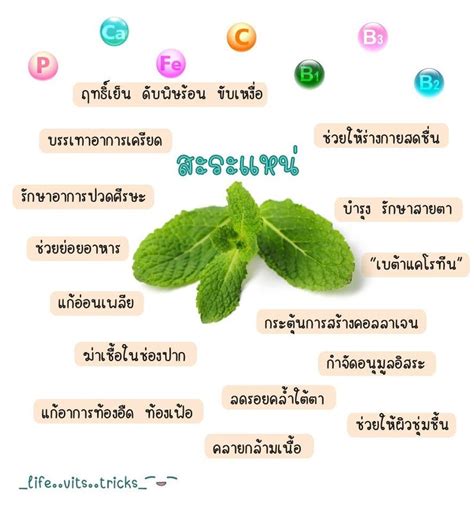 [life Vits Tricks] สะระแหน่ ประโยชน์สะระแหน่ Peppermint Plantbased