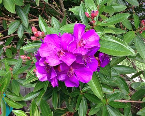 GardensOnline Tibouchina Lepidota Alstonville