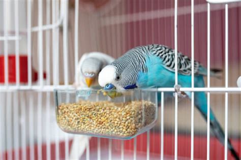 Nurturing Your Feathered Friend By Following This Parakeet Care Guide