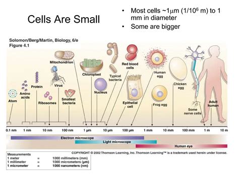 Biology And Science Cell Structure Based On Theory Ppt