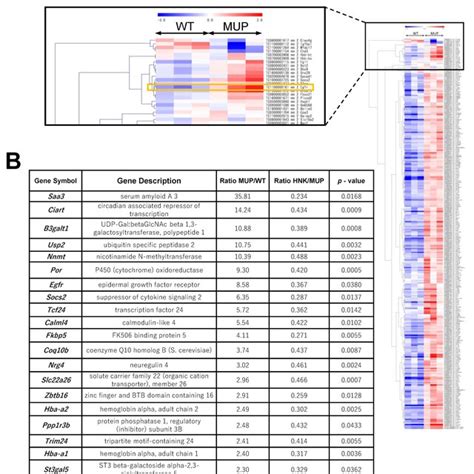 Epidermal Growth Factor Receptor Egfr Signaling Is Upregulated In