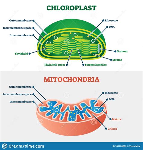 Chloroplast Vs Mitochondria Vector Illustration Labeled Structure