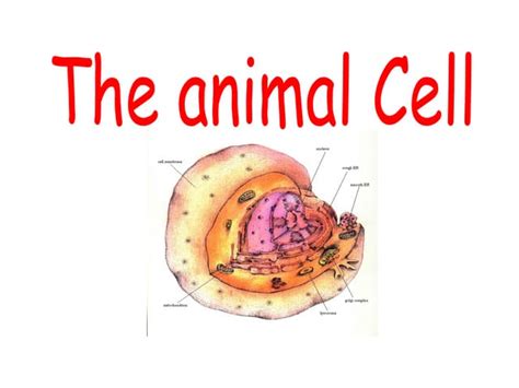 Introduction To The Animal Cell Presentation Ppt