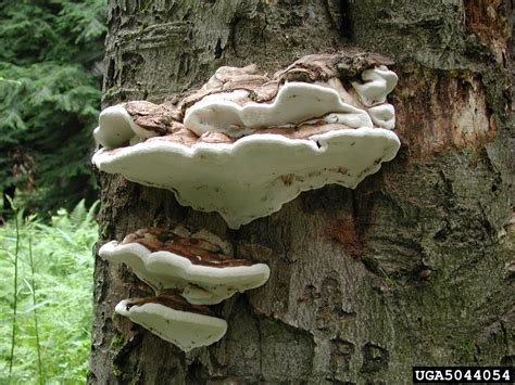 Artists Conk Ganoderma Applanatum