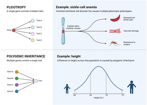 Polygenic Inheritance Quantitative Inheritance Characteristics Mechanism Examples