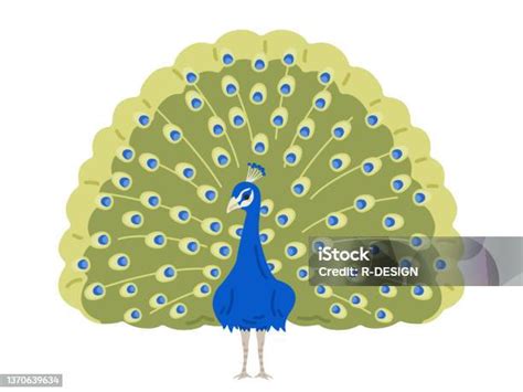 Ilustrasi Burung Merak Dengan Sayapnya Menyebar Ilustrasi Stok Unduh