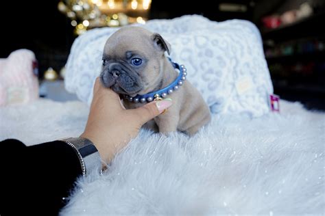 Bettys Teacup Puppies Inc