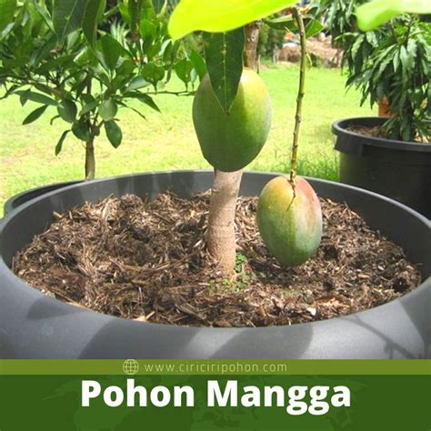 Pohon Mangga Yang Terkenal Menghasilkan Buah Yang Manis