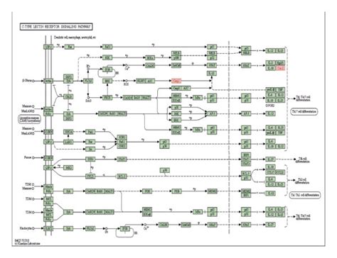 Signaling Pathway Diagram A Type C Lectin Receptor Signaling