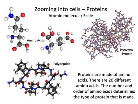 Biomolecules Biology Corner