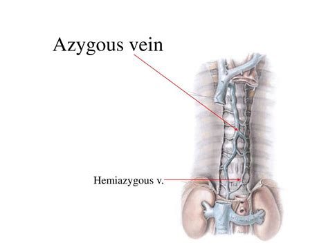 Clinical Anatomy Tony Serino Phd Ppt Download