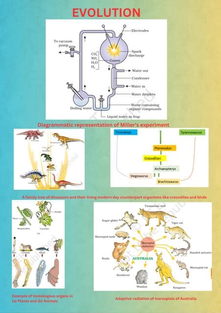 Human Reproduction Pptx Class Xii Biology Ppt
