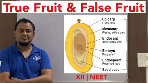 True And False Fruit Sexual Reproduction In Flowering Plants YouTube