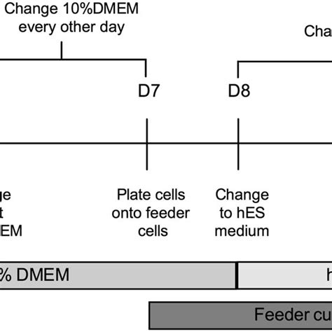 Time Course Of The Followed Reprogramming Protocol To Generate Human
