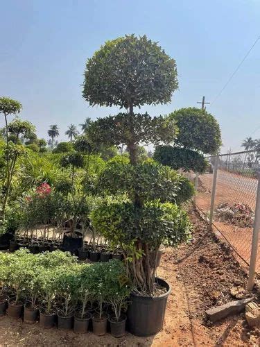 Round Ficus Topiary Plant For Garden At Rs 120000 Piece In Hyderabad