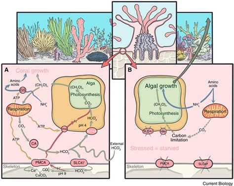 Not So Mutually Beneficial Coral Symbiosis Current Biology