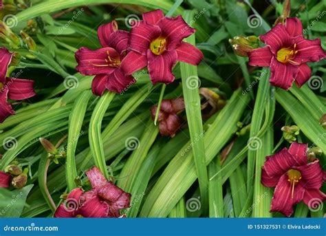 Nice Colorful Lilly Close Up In The Sunshine Stock Image Image Of