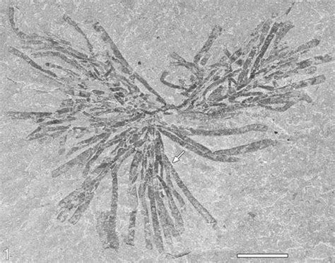 Unknown Fossil Utah Cambrian Fossil Id The Fossil Forum