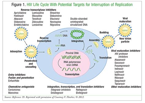 Hiv Life Cycle And Drug Targets