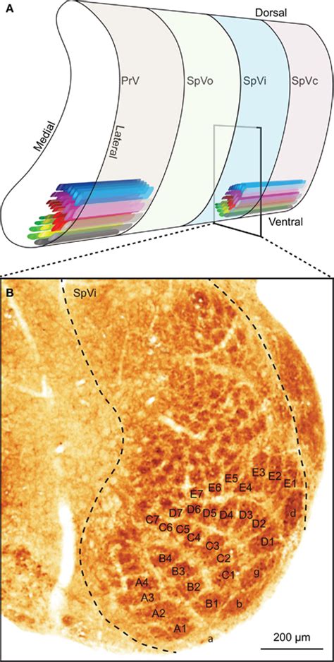 The Trigeminal Nuclei A The Sensory Trigeminal Nuclei Consist Of Two Download Scientific