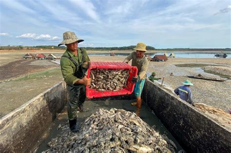 Mass Fish Die Off In Vietnam As Heatwave Roasts Southeast Asia Kuwait