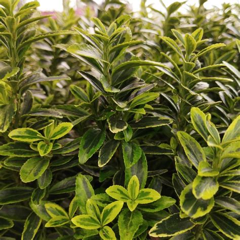 Acheter Euonymus Japonicus Microphyllus Pulchellus Et Autres Plantes Sur Coclicoh