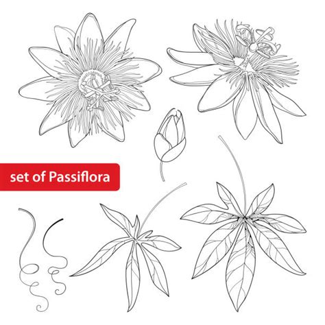 Passion Fruit Passion Vine Illustrations Royalty Free Vector Graphics