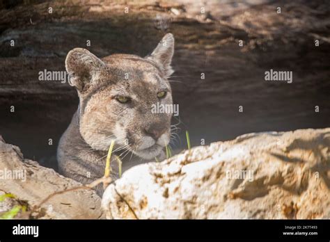 Florida Panther Felis Concolor Coryi Or Cougar Endangered Species
