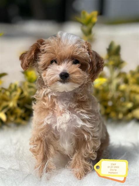 Maltipoo Yabani Özel Irk Üretim Çiftliği Asil Yavrular