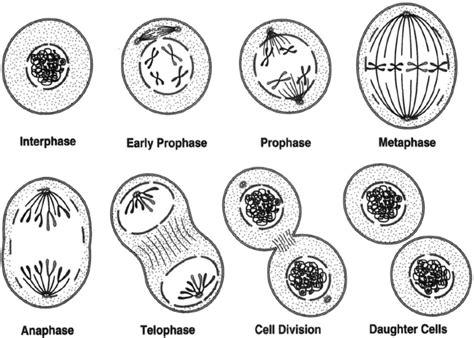 Mitosis Stages In Animal Cells