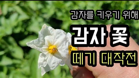 농사꾼 오늘 감자 꽃을 다 따주겠습니다 청년농부 수미감자 두백감자 감자를 키우기 위해 해야하는 것들 중 하나 Youtube