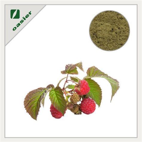 What Is Red Raspberry Leaf Extract Red Raspberry Leaf Mulberry