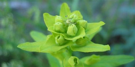 10 ядовитых растений к которым лучше не приближаться Лайфхакер Plants Flowers Garden