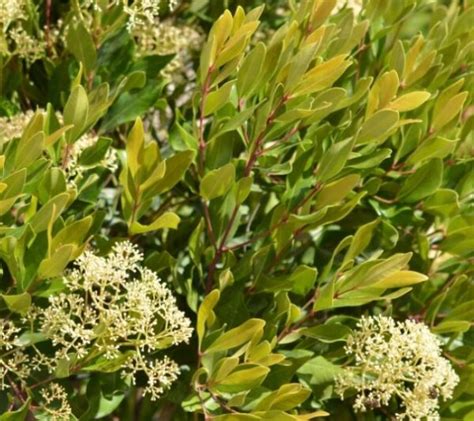 Syzygium Hemilampra Broad Leaved Lilly Pilly Tube Stock Tree