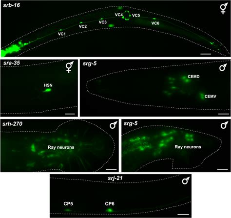 Expression Of Sex Specifically Expressed Csgpcr Reporters Examples Of